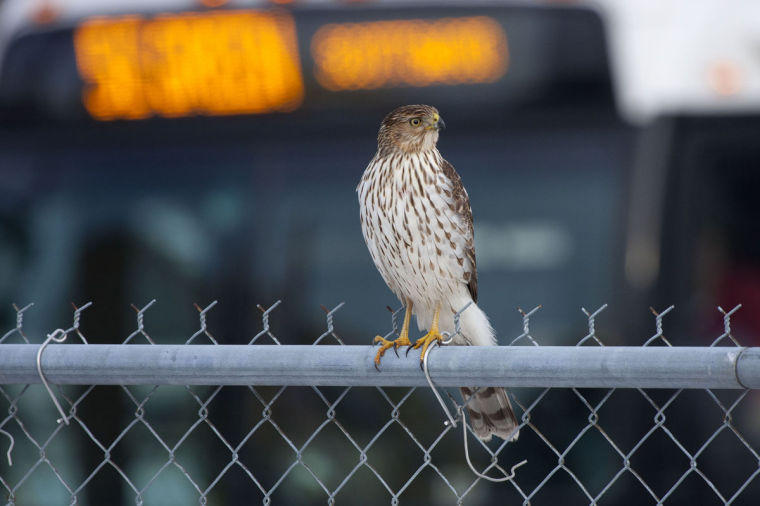 CU sees large increase in Cooper’s Hawk population - The Daily Illini
