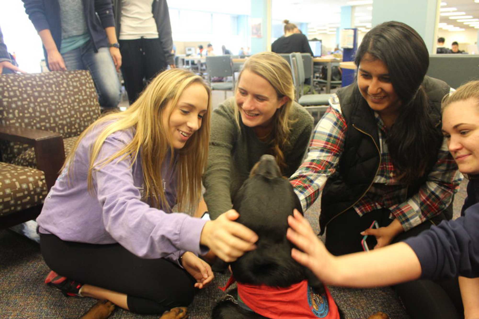 Therapy dogs and more to offer relief for stressed students - The Daily ...