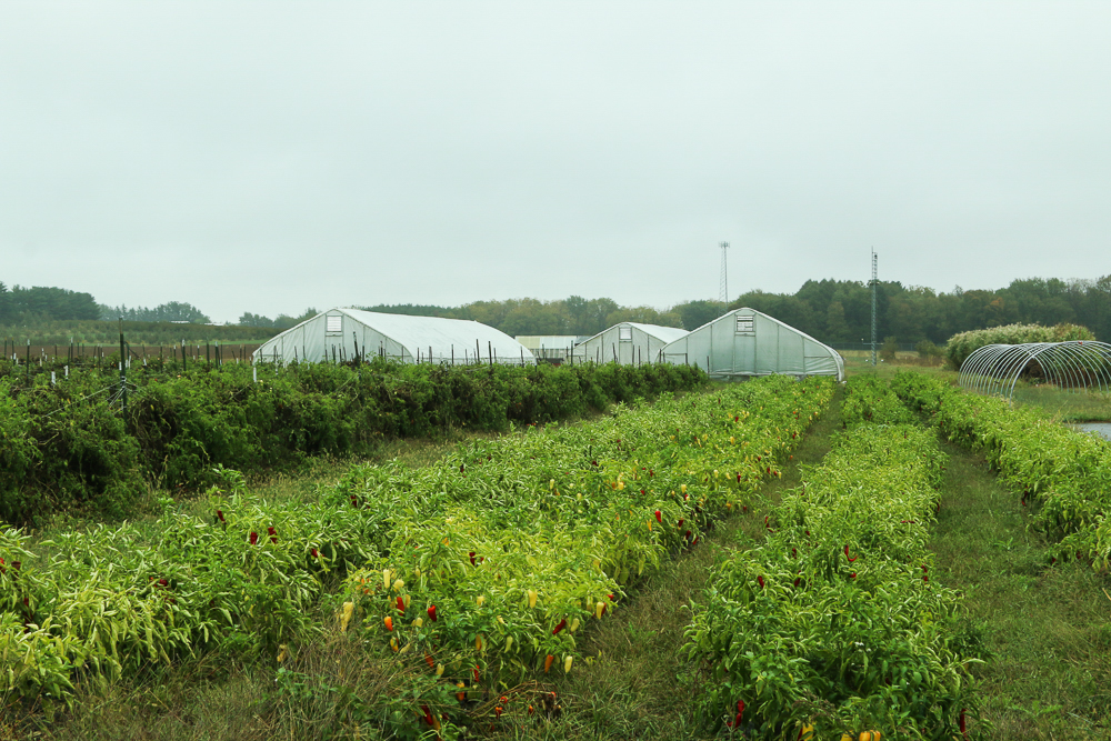 Sustainable Student Farm provides fresh produce to Illinois campus ...