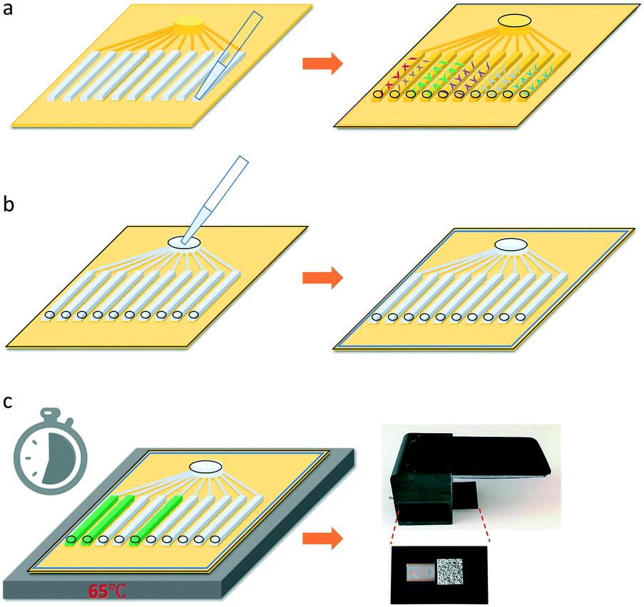 University researchers lead team to develop smartphone testing for ...