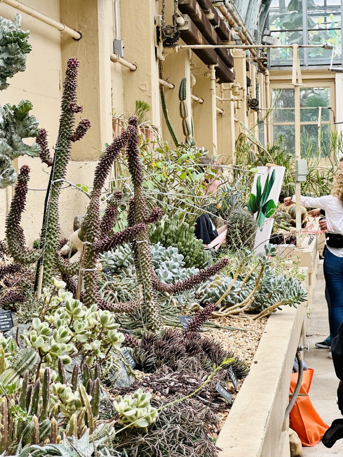Bee-themed exhibit creates buzz at Garfield Park Conservatory - The ...