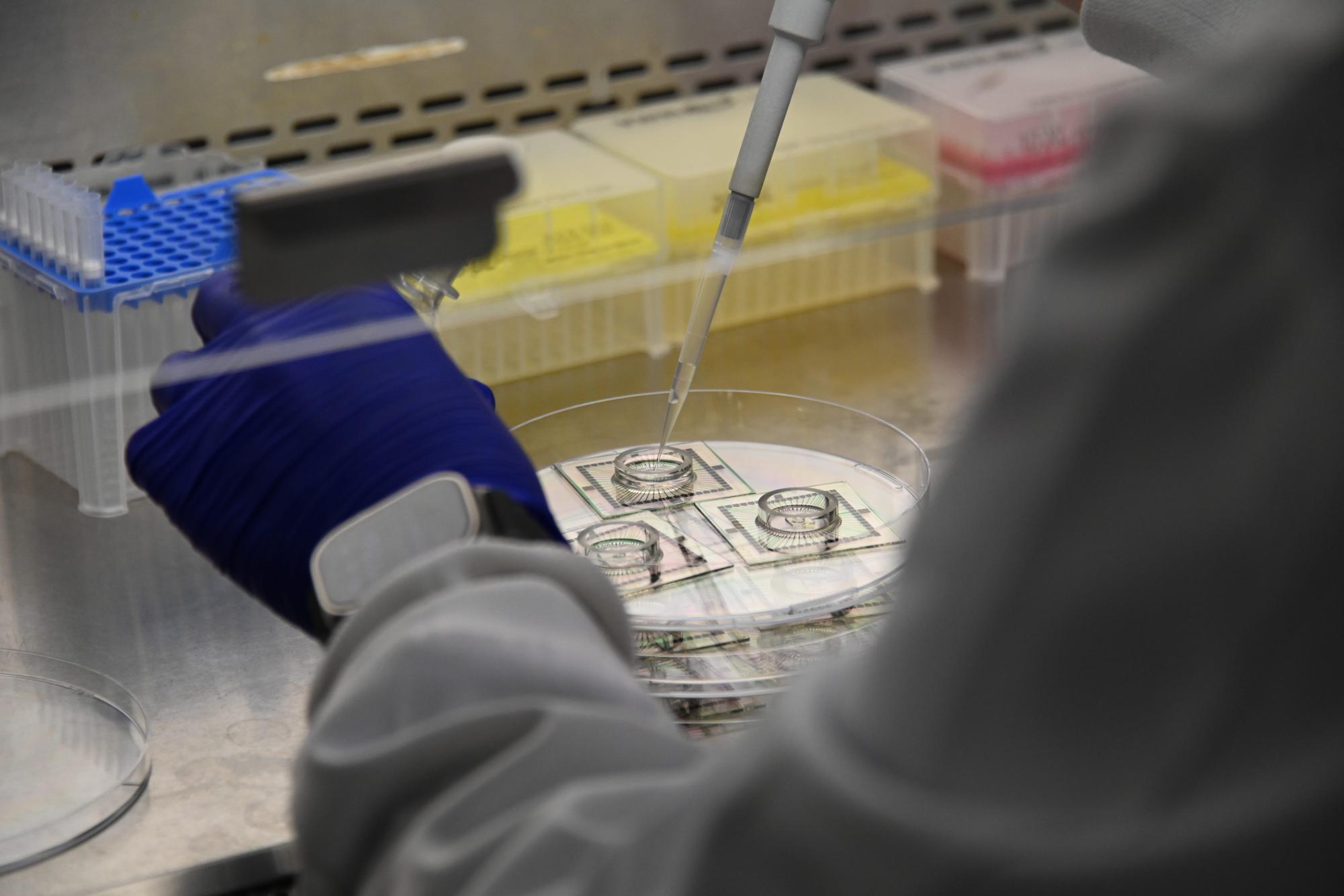 Grainger engineers reimagine society through biohybrid robotics - The ...